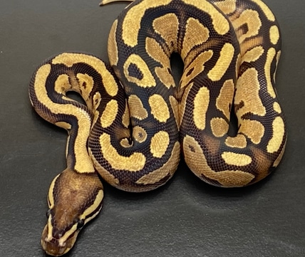 Fire YB/Gravel Ball Python by Charmcityserpents - MorphMarket