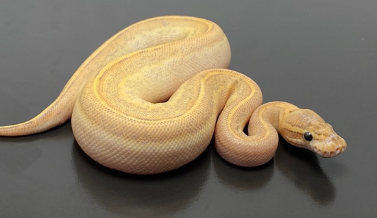 Enchi Pinstripe Fire Highway Ball Python by Serpentine Exotics