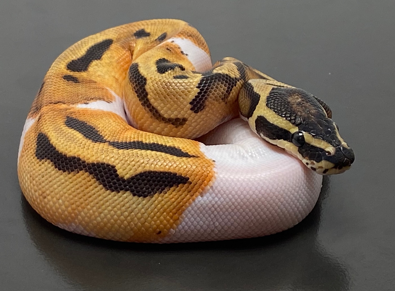 Orange Dream Fire Or Vanilla Pied Ball Python by Serpentine Exotics ...