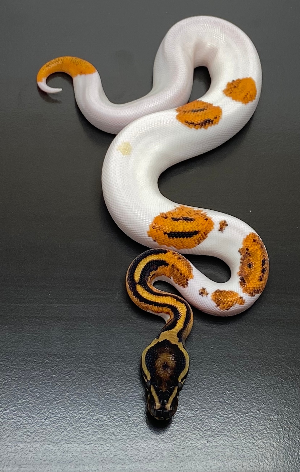 Orange Dream Yellow Belly Pied Ball Python by Serpentine Exotics ...