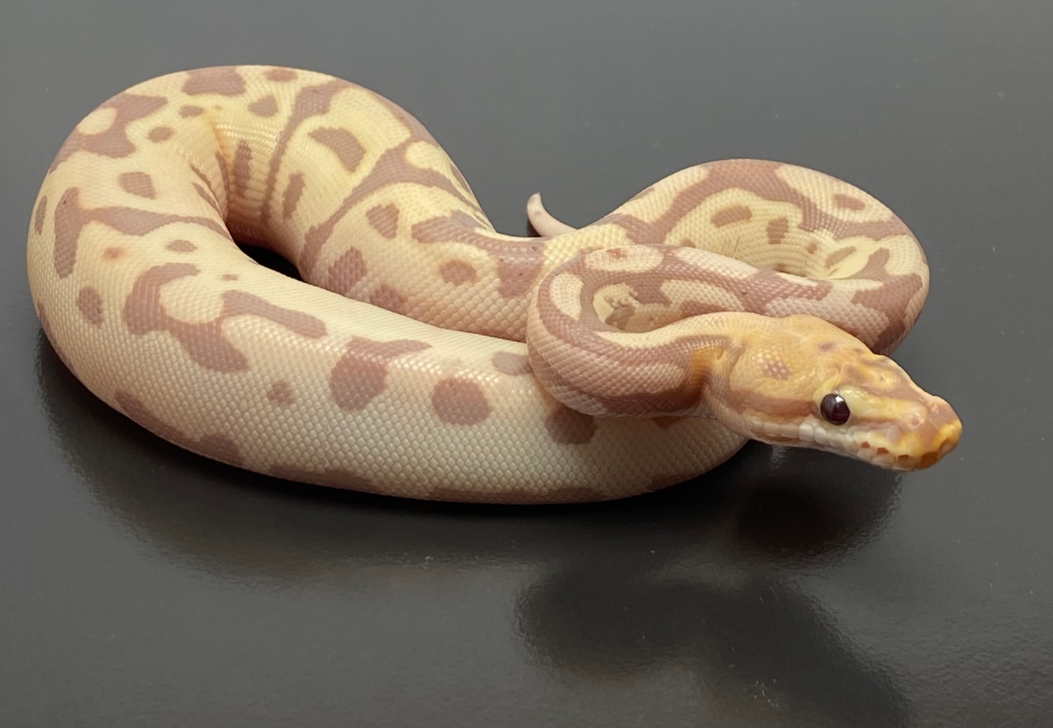 Banana Leopard Spotnose Het Clown Possible Het Pied Ball Python by Serpentine Exotics - MorphMarket