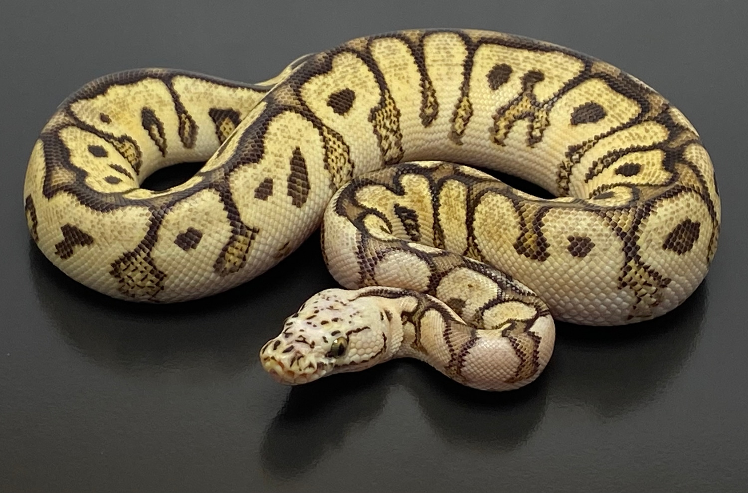 Firefly Spotnose Clown Ball Python by Serpentine Exotics - MorphMarket