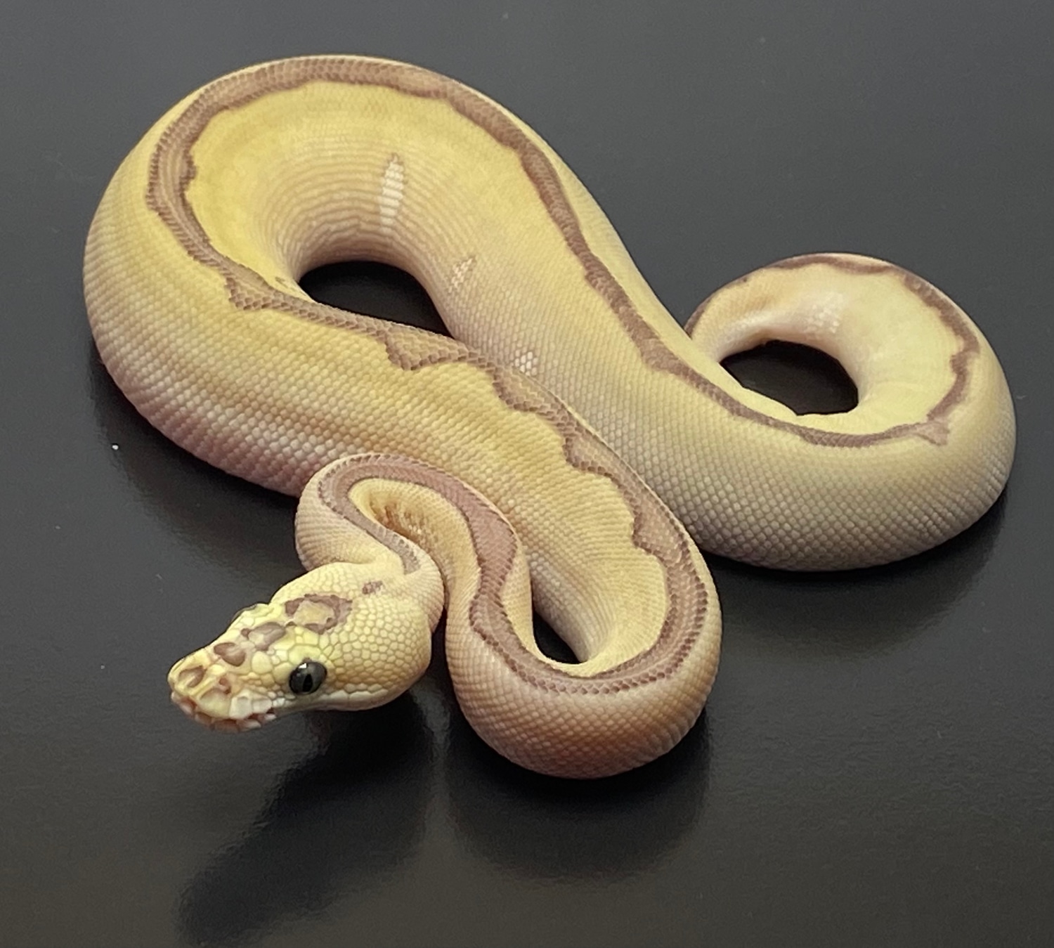 Pastel Lesser Leopard Enchi Clown Ball Python by Serpentine Exotics ...