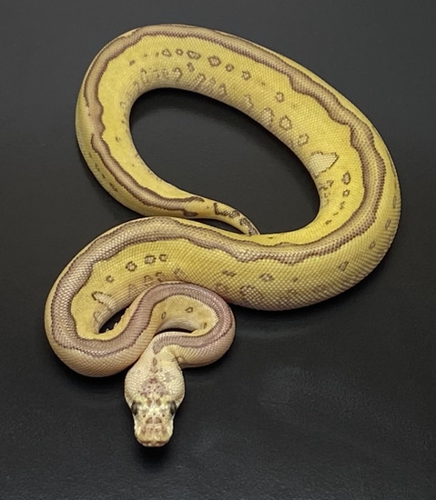 Pastel Lesser Leopard Clown Ball Python by Serpentine Exotics