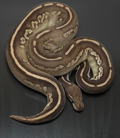 Black Pastel Leopard Mojave Poss Double Het Dreamsicle Ball Python by Serpentine Exotics
