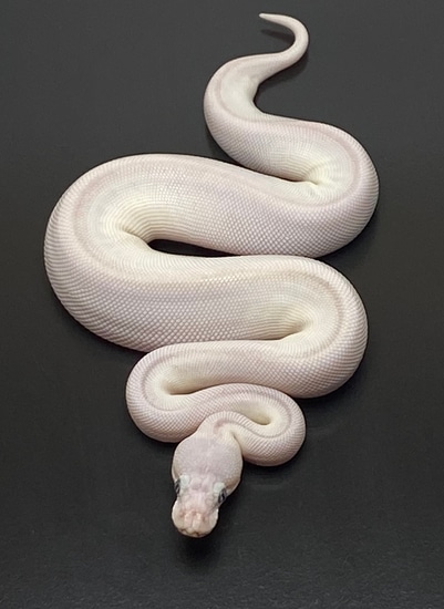 Blue Eyed Leucistic (Lesser Mojave) Ball Python by Serpentine Exotics