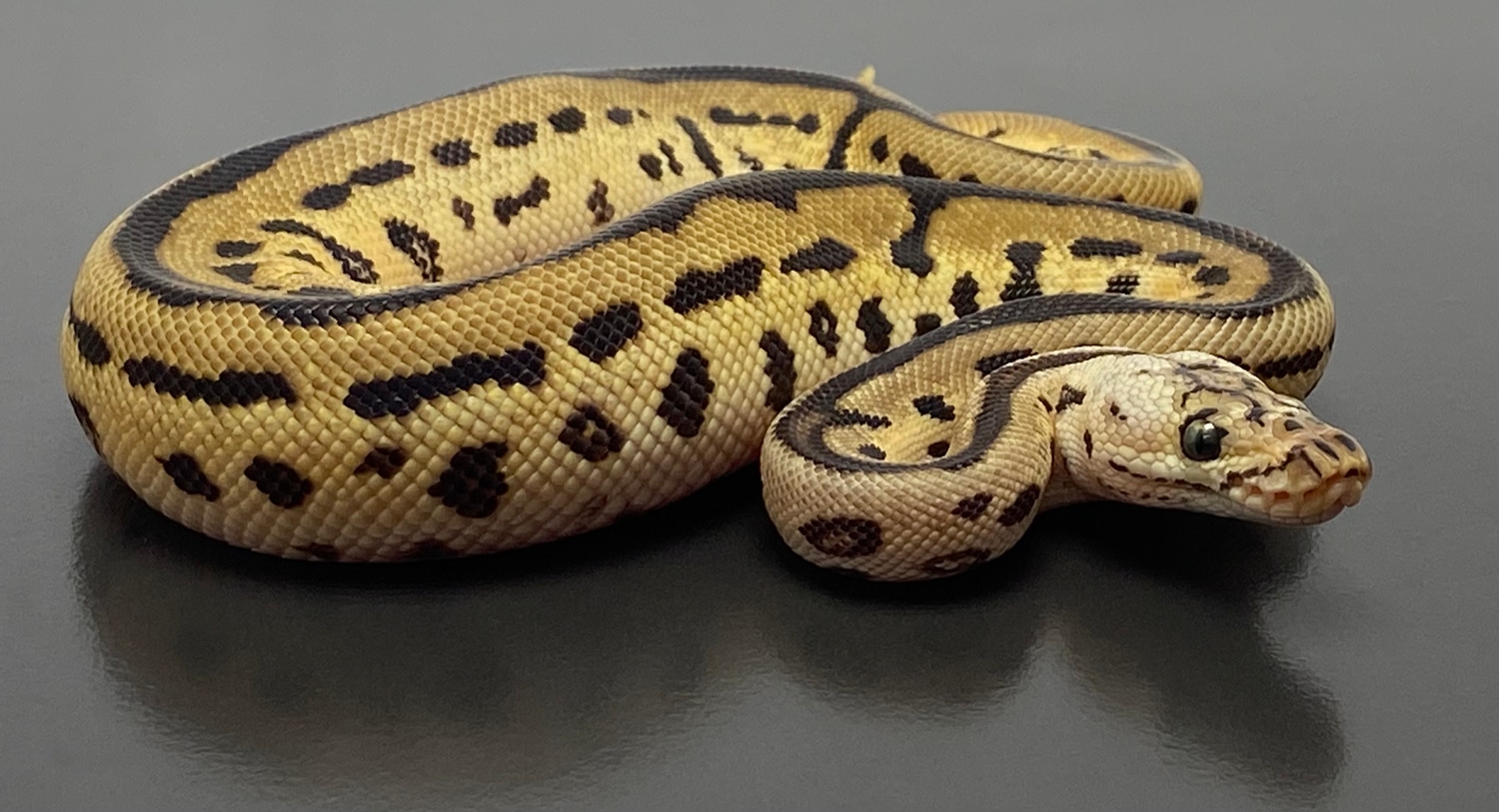 Pastel Batman Ball Python by Serpentine Exotics - MorphMarket