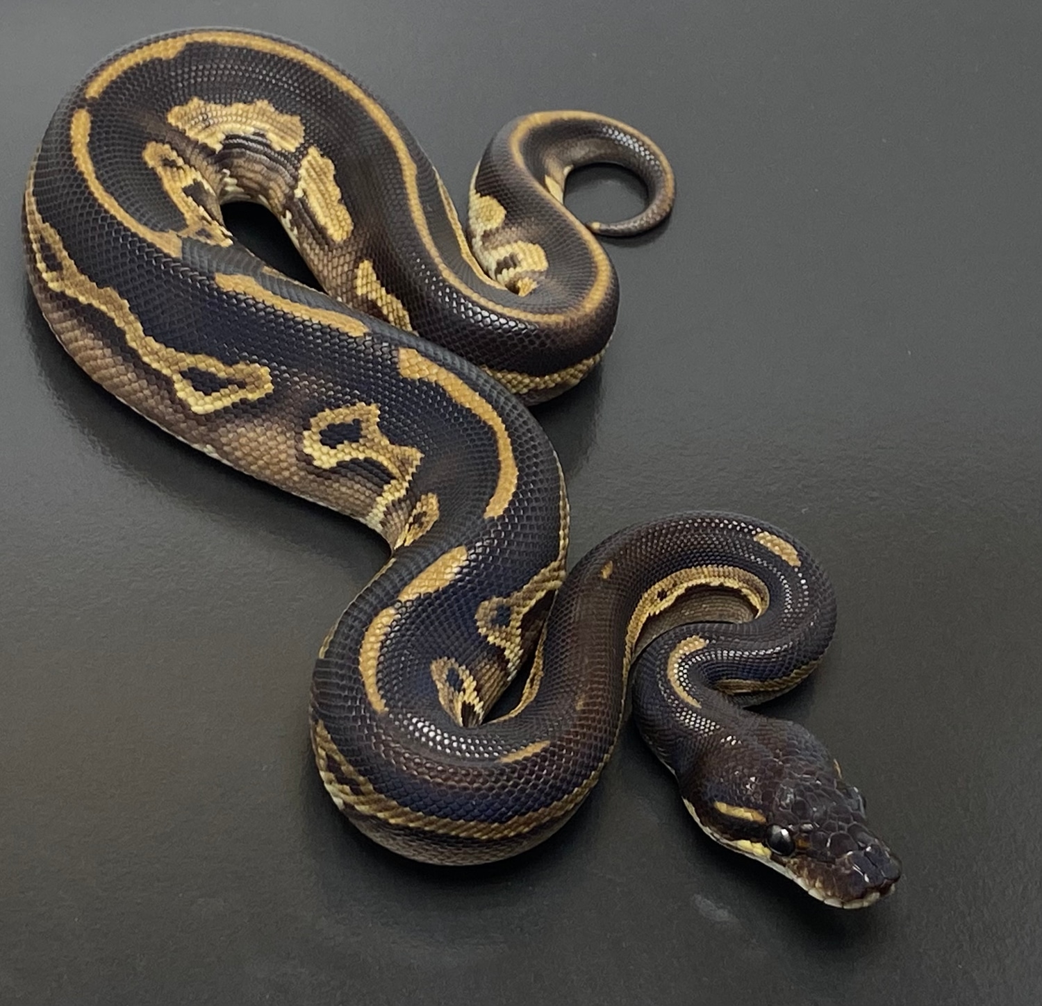 Black Head Leopard Possible Het Lavender Ball Python by Serpentine Exotics - MorphMarket