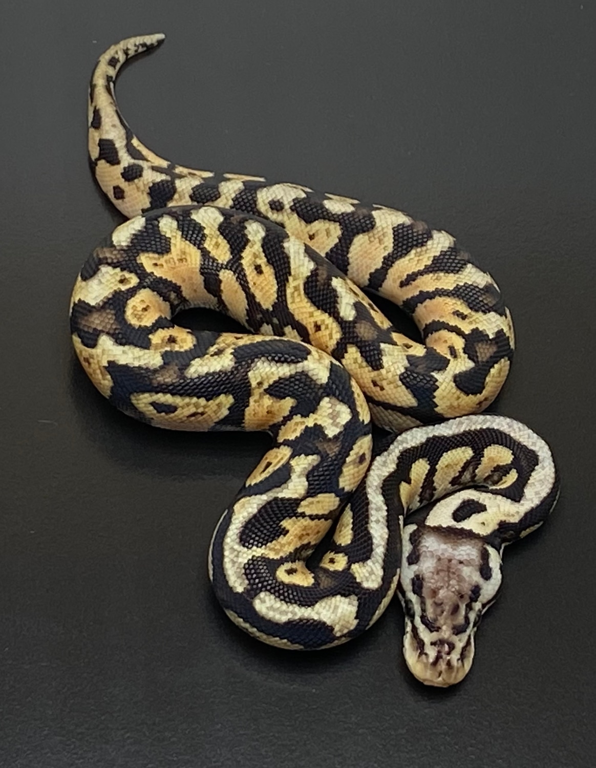 Pastel Spotnose Het Clown Possible Het Pied Ball Python by Serpentine ...