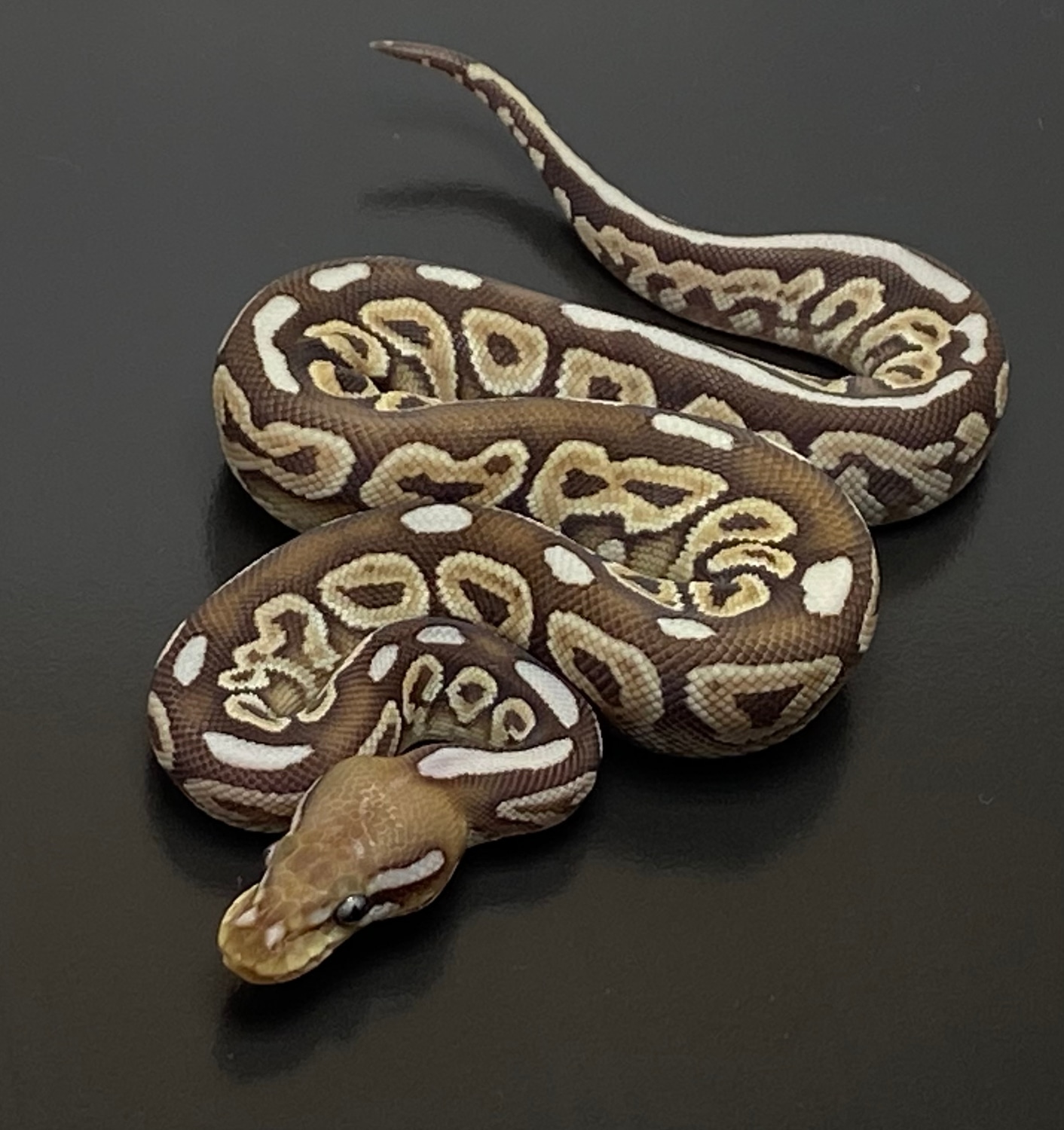 Black Pastel Lesser Spotnose Ball Python by Serpentine Exotics ...