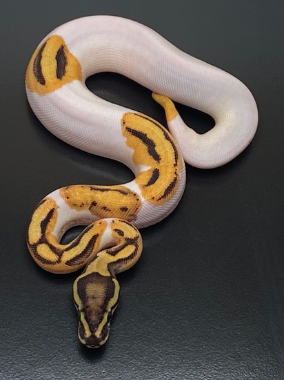 Orange Dream Fire Pied Ball Python by Serpentine Exotics
