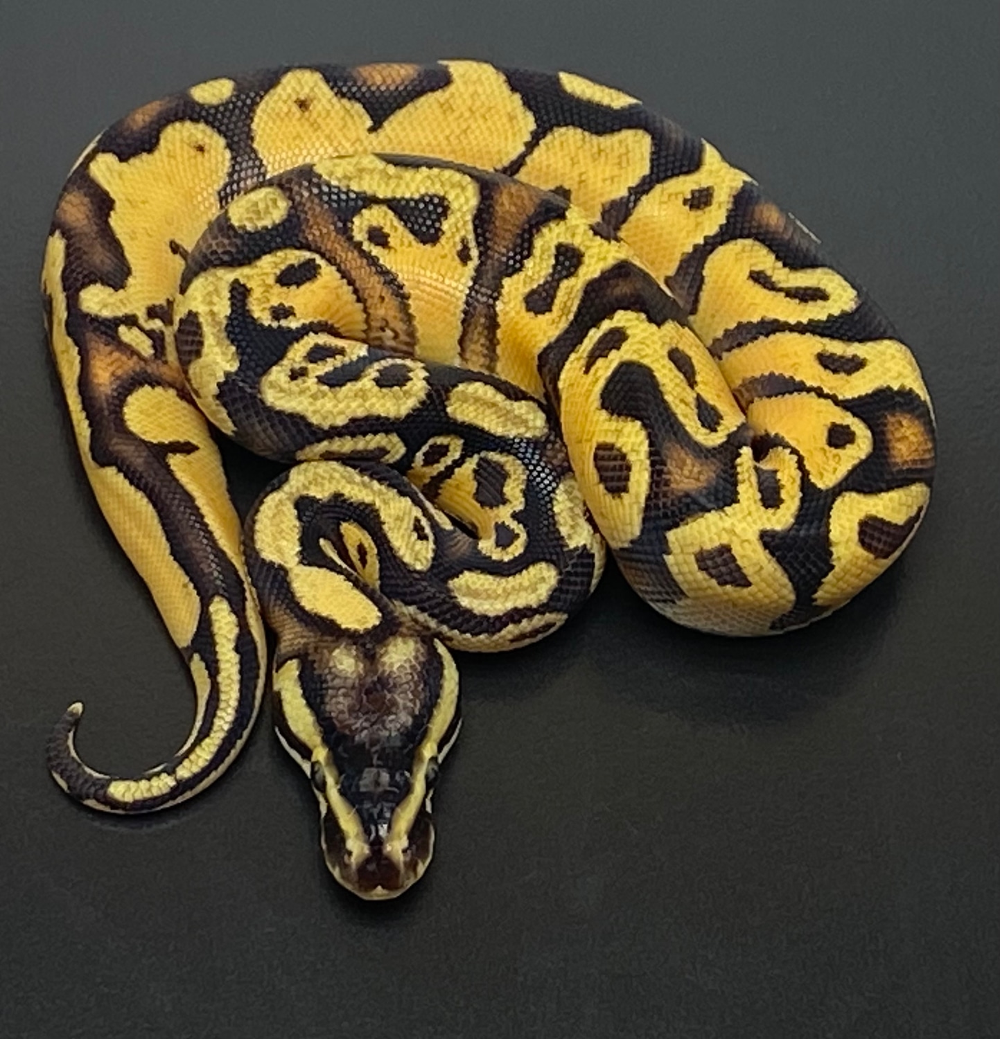 Pastel Enchi Gravel Or Yellow Belly Ball Python by Serpentine Exotics ...