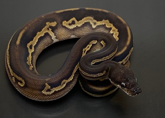 Black Head Leopard Mojave Possible Het Lavender Ball Python by Serpentine Exotics