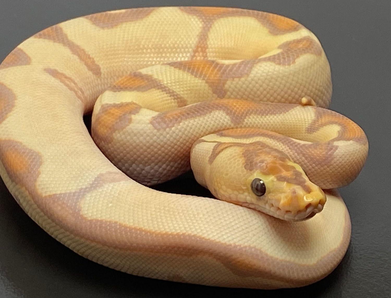 Banana Enchi Clown Ball Python by Serpentine Exotics - MorphMarket