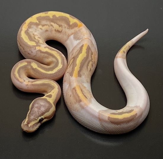 Pastel Banana Pied Ball Python by Serpentine Exotics