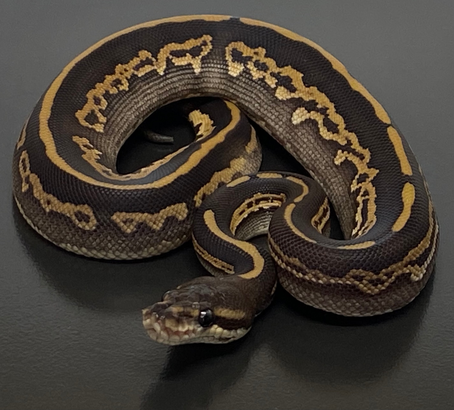 Black Pastel Leopard Mojave Ball Python by Serpentine Exotics - MorphMarket