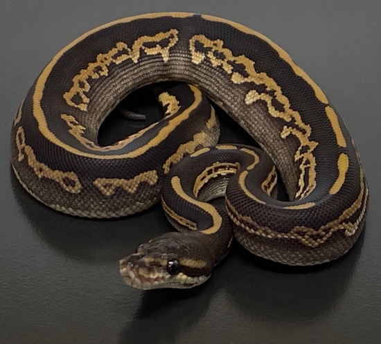 Black Pastel Leopard Mojave Ball Python by Serpentine Exotics