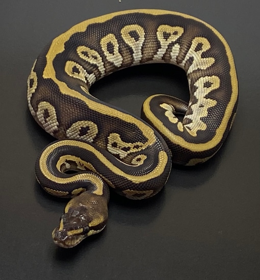 Leopard Mojave Ball Python by Serpentine Exotics