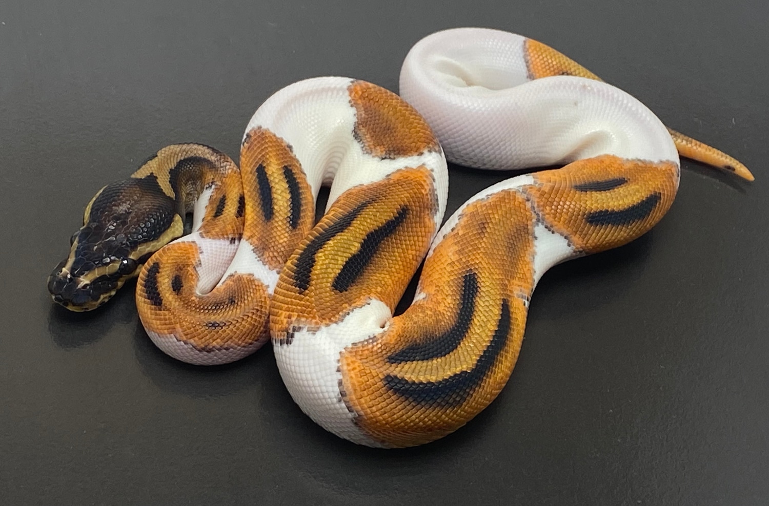 Orange Dream Pied Ball Python by Serpentine Exotics - MorphMarket