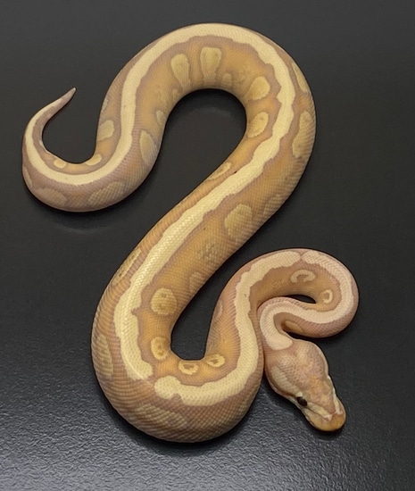 Banana Red Stripe Yellow Belly Ball Python by Serpentine Exotics