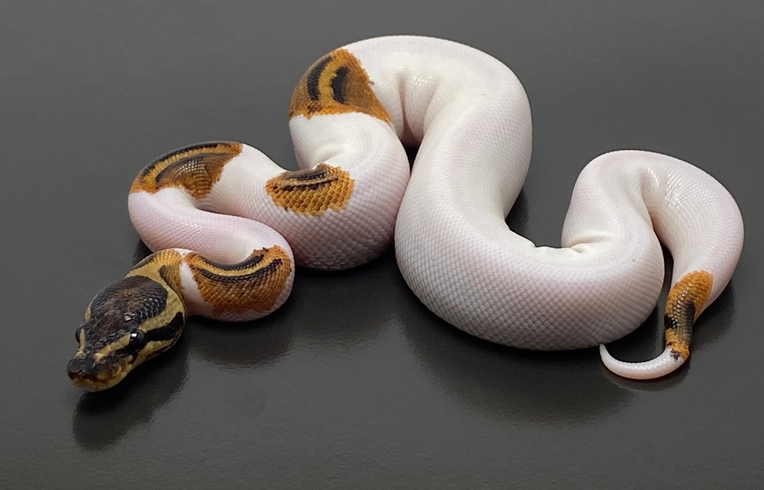Yellow Belly Pied Ball Python by Serpentine Exotics - MorphMarket