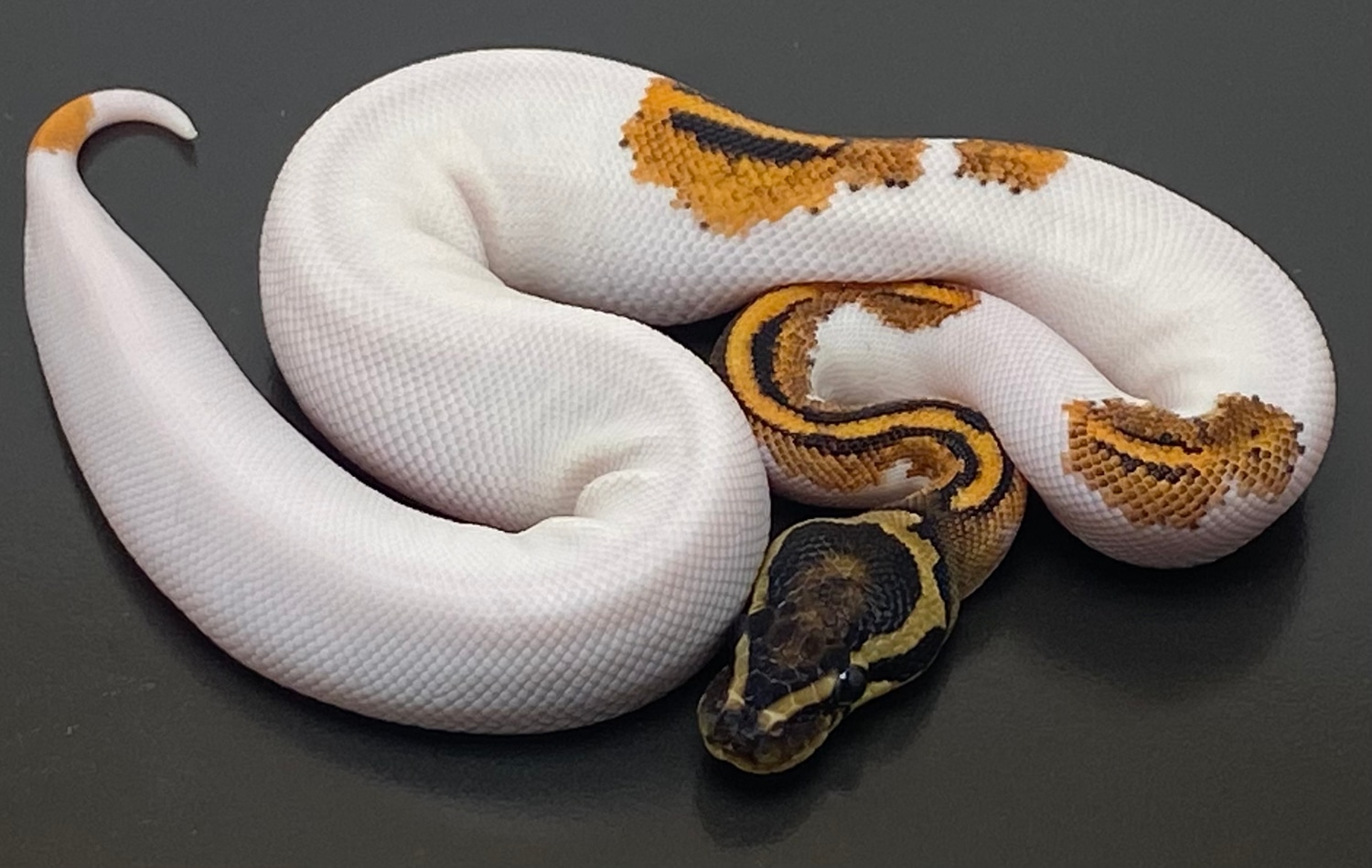 Orange Dream Yellow Belly Pied Ball Python by Serpentine Exotics ...