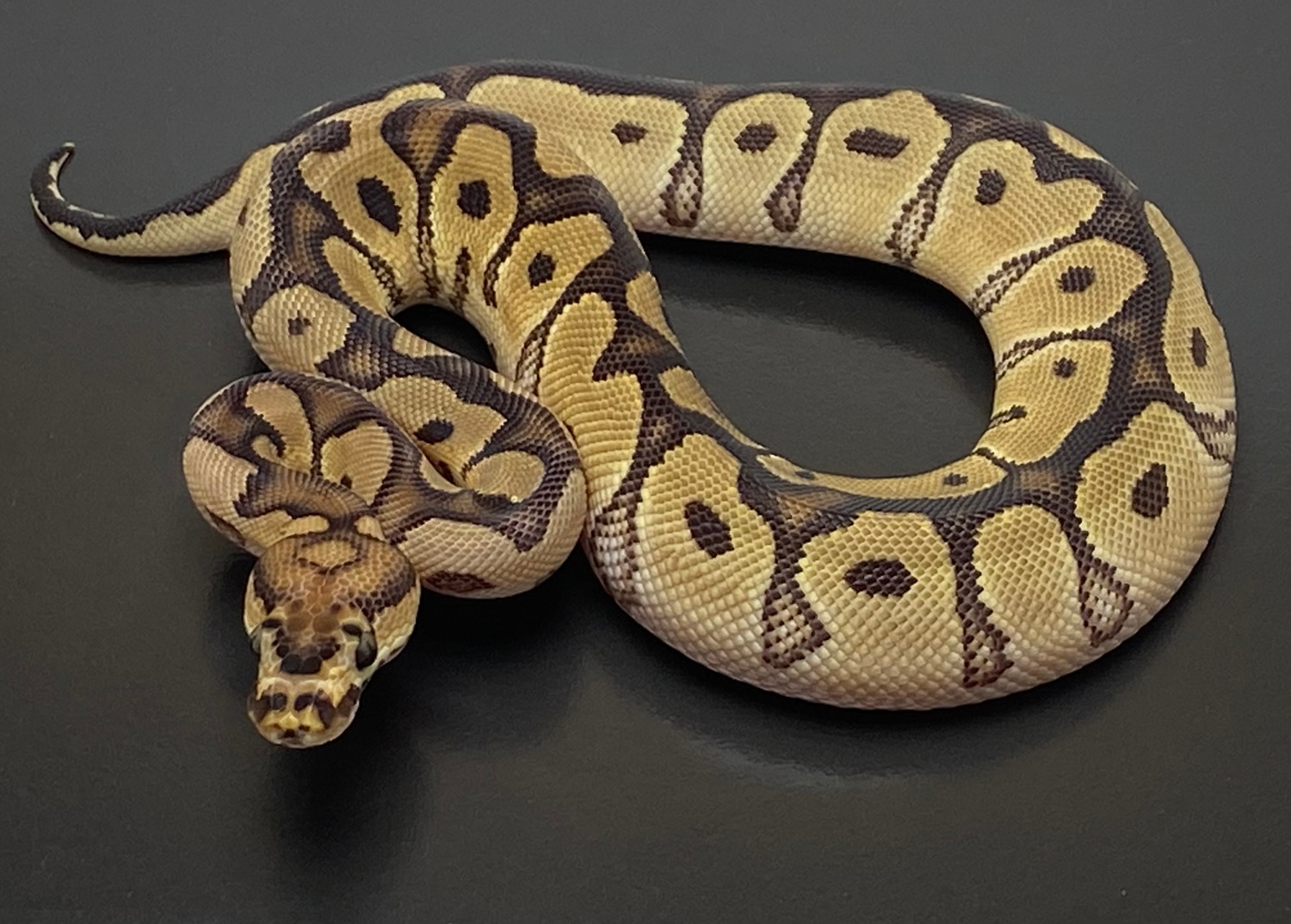 Clown Ball Python by Serpentine Exotics - MorphMarket