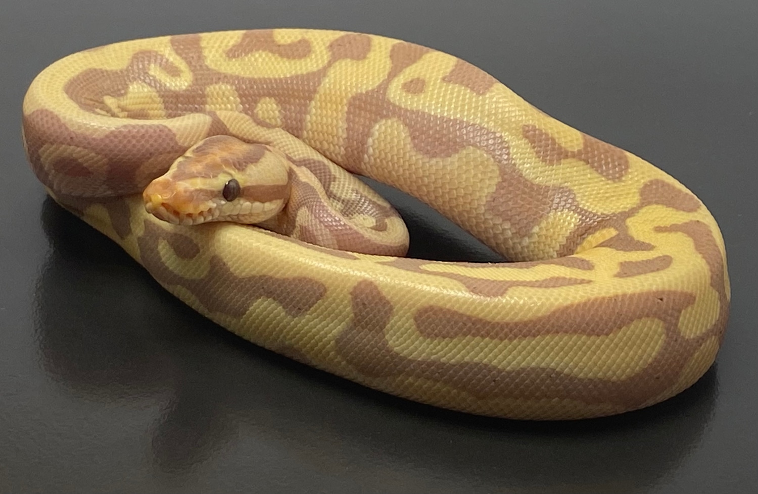 Banana Enchi Leopard Het Clown Ball Python by Serpentine Exotics - MorphMarket