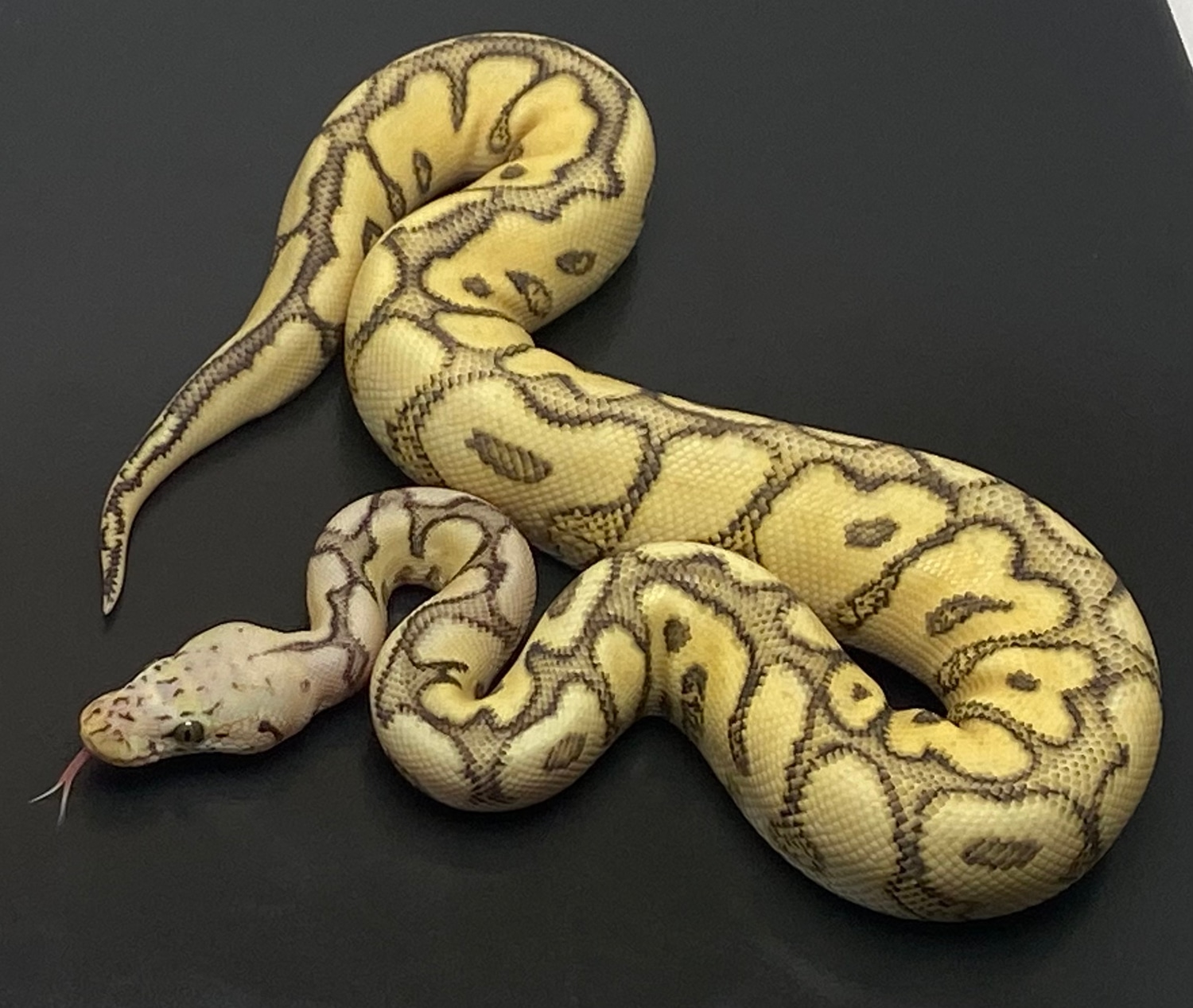 Superfly Spotnose Clown Ball Python by Serpentine Exotics - MorphMarket