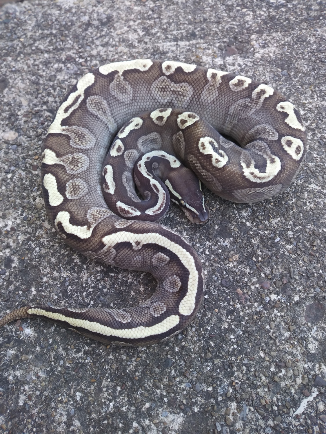 Ghi Butter Yellow Belly Fire Ball Python by Justin allen propogations ...