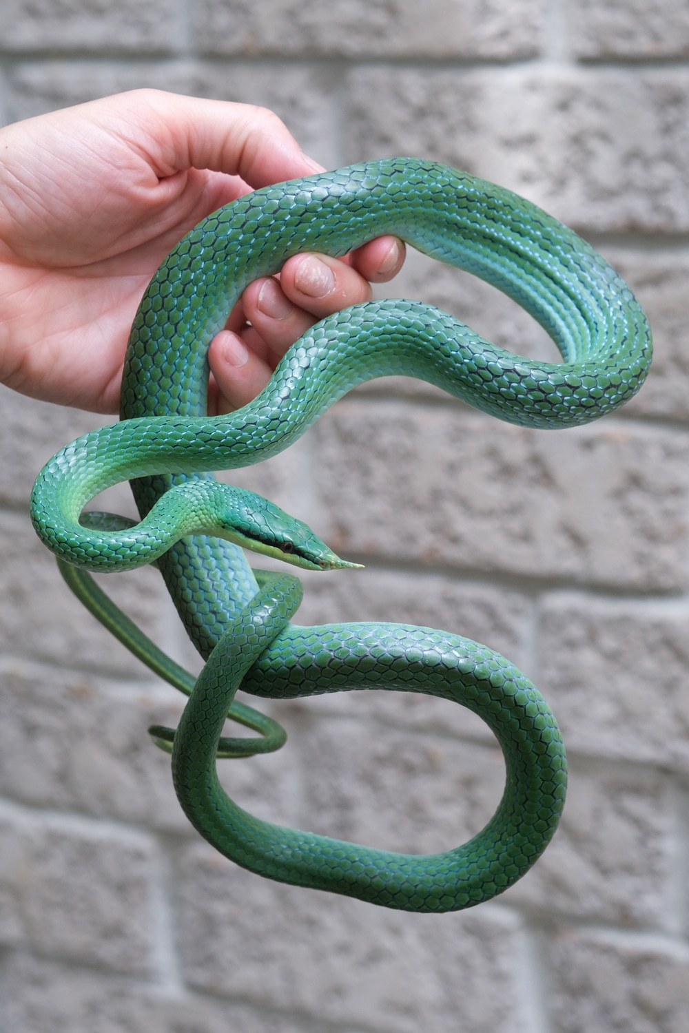 Serpentine Fire
