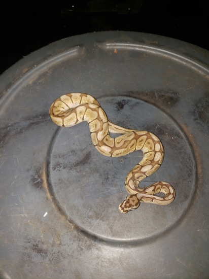 Lesser Bee Ball Python by Baltimore Ball Python Morphs
