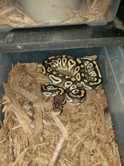 Pastave Ball Python by Baltimore Ball Python Morphs