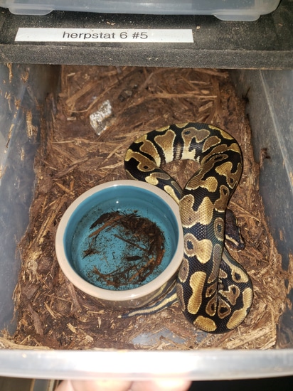 Normal Ball Python by Baltimore Ball Python Morphs