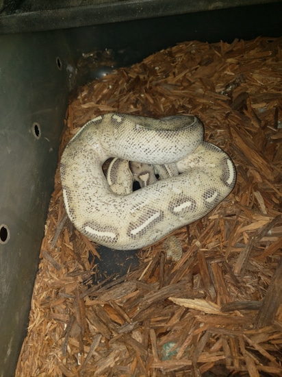 Highway Ball Python by Baltimore Ball Python Morphs