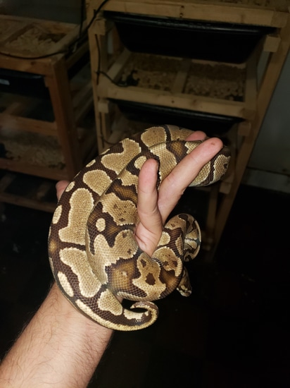 Fire Ball Python by Baltimore Ball Python Morphs