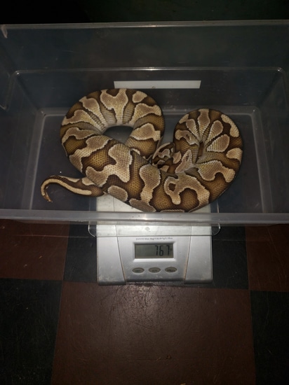 Fire Ball Python by Baltimore Ball Python Morphs