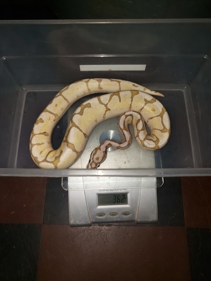 Orange Dream Fire Lesser Bee Ball Python by Baltimore Ball Python Morphs