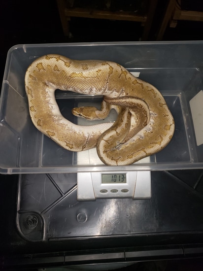 Bamboo Pinstripe Ball Python by Baltimore Ball Python Morphs
