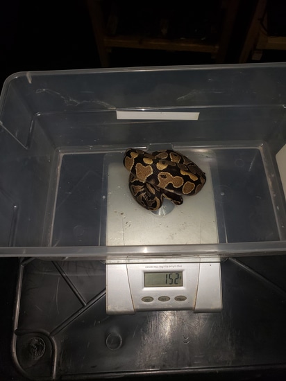 Normal Ball Python by Baltimore Ball Python Morphs