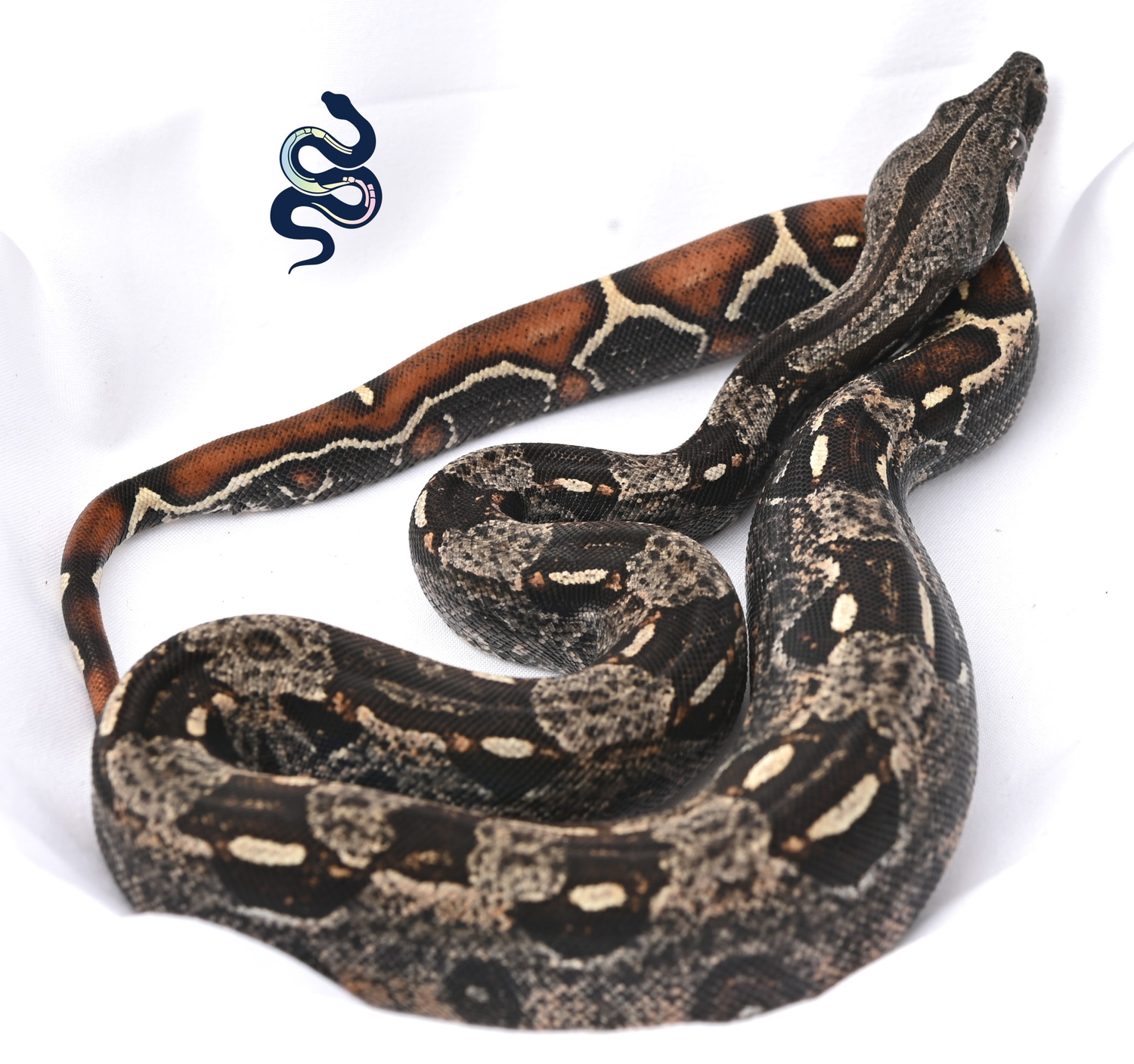 IMG 100% Het Sharp 66% Anery Boa Constrictor by Serpentology - MorphMarket