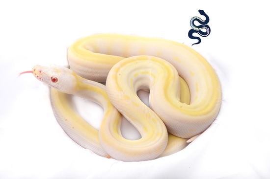 Purple Cow Reticulated Python by Serpentology