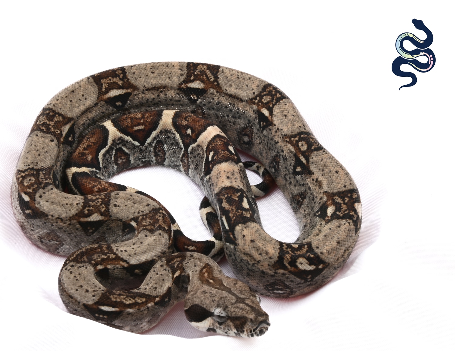 IMG 100% Het Sharp Boa Constrictor by Serpentology - MorphMarket