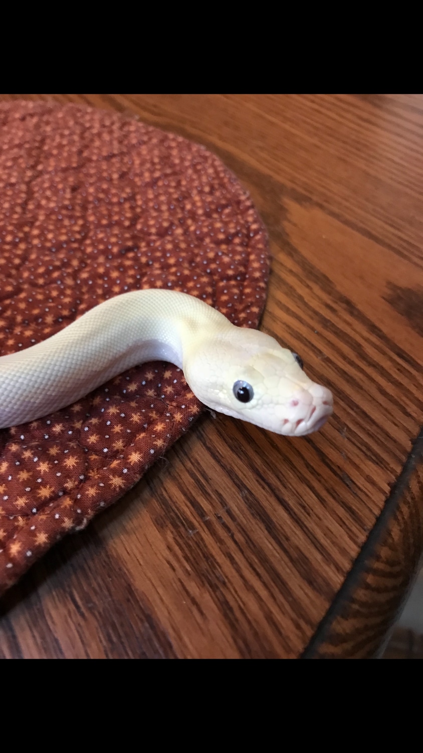 Ivory, Burmese Python by Serpentopia Exotics - MorphMarket