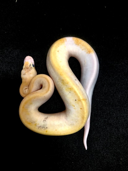 Champagne Firefly Ball Python by Serpents and Salamanders