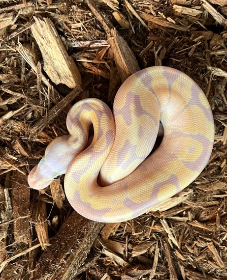 Banana Fire/vanilla Ball Python by Serpents and Salamanders