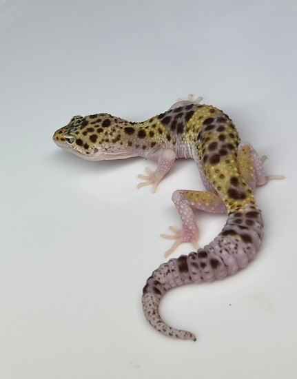 Eclipse Snow Leopard Gecko by Serpents and Salamanders