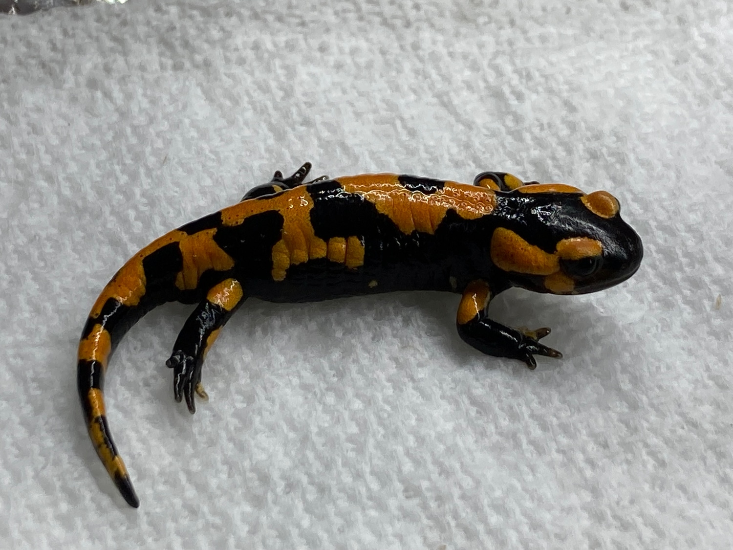 Serpents and Salamanders