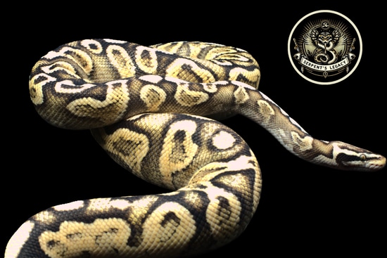 GHI Fire Pastel (Firefly) Yellow Belly Ball Python by Serpent’s Legacy