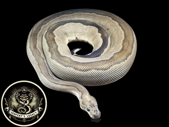(Archer) Cinnamon Super Blade Clown Ball Python by Serpent’s Legacy